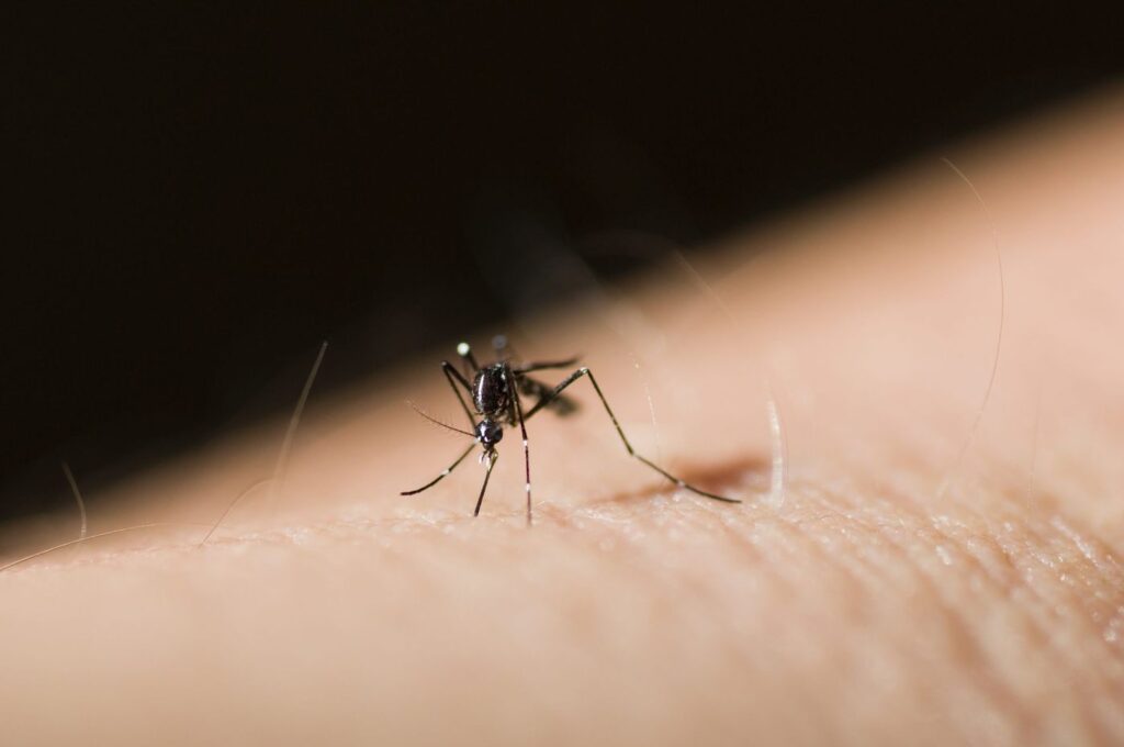 Invasión de mosquitos: ¿cuál es la especie, qué riesgos tiene y cuál es ...